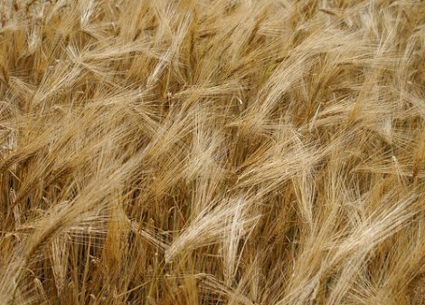 Cevada: para que serve e como consumi-la - Melhor com Saúde