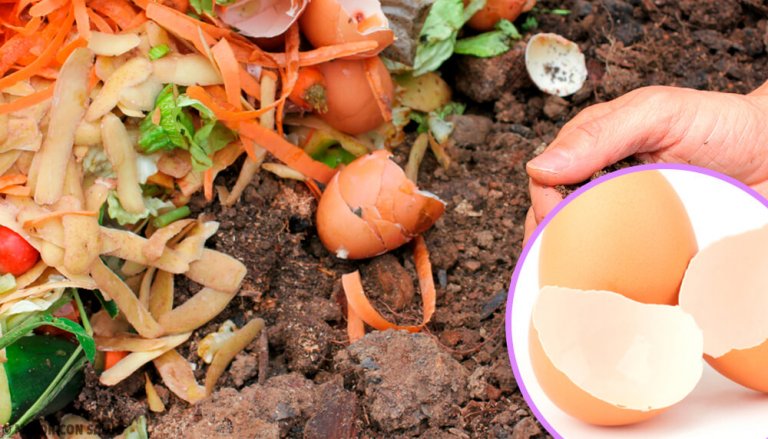 Usos alternativos da casca de ovo que vale a pena conhecer