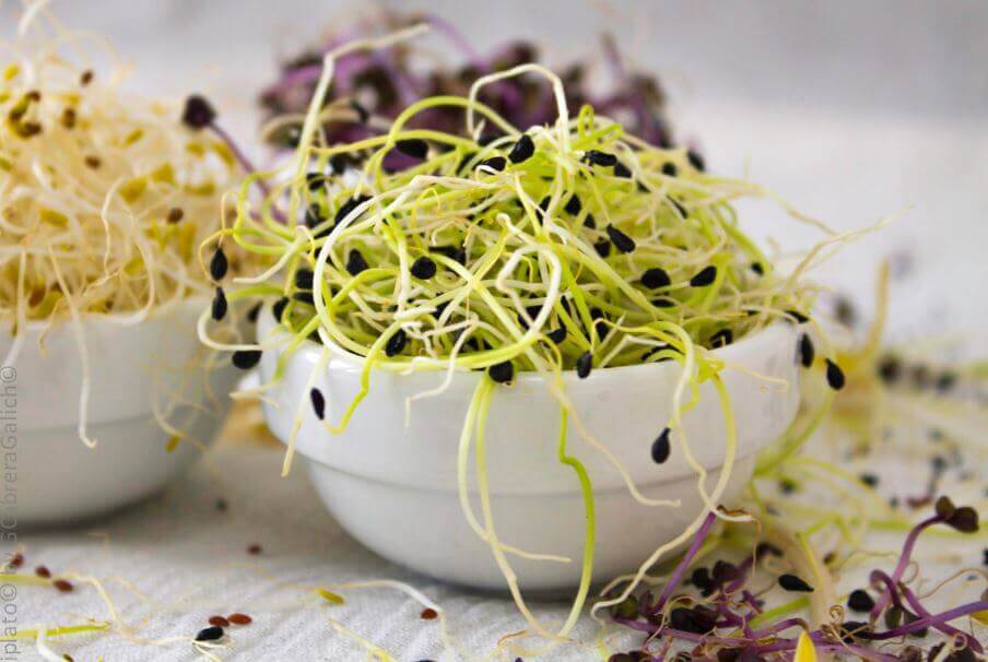 4 pratos deliciosos com germinados - Melhor com Saúde