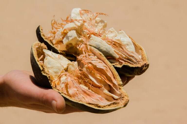 O fruto do baobá: características, benefícios e contraindicações